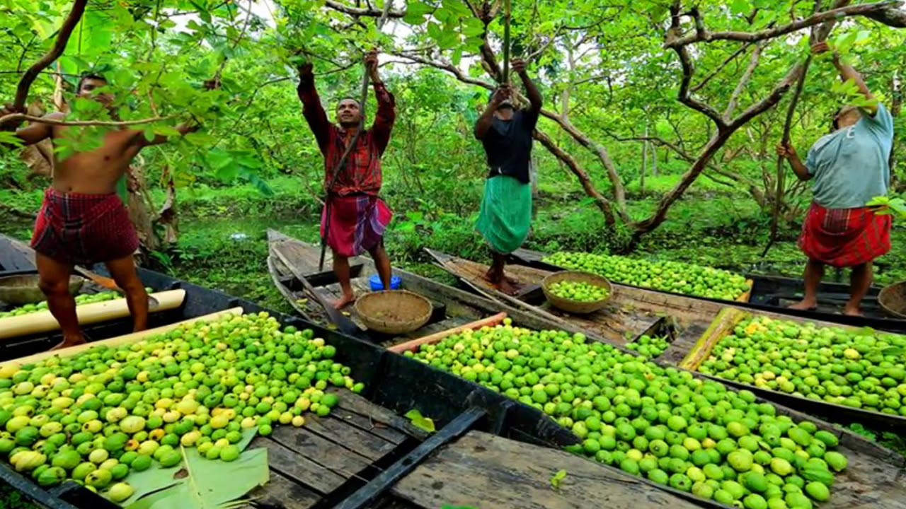 Floating Guava Market of Barisal Bangladesh - YouTube