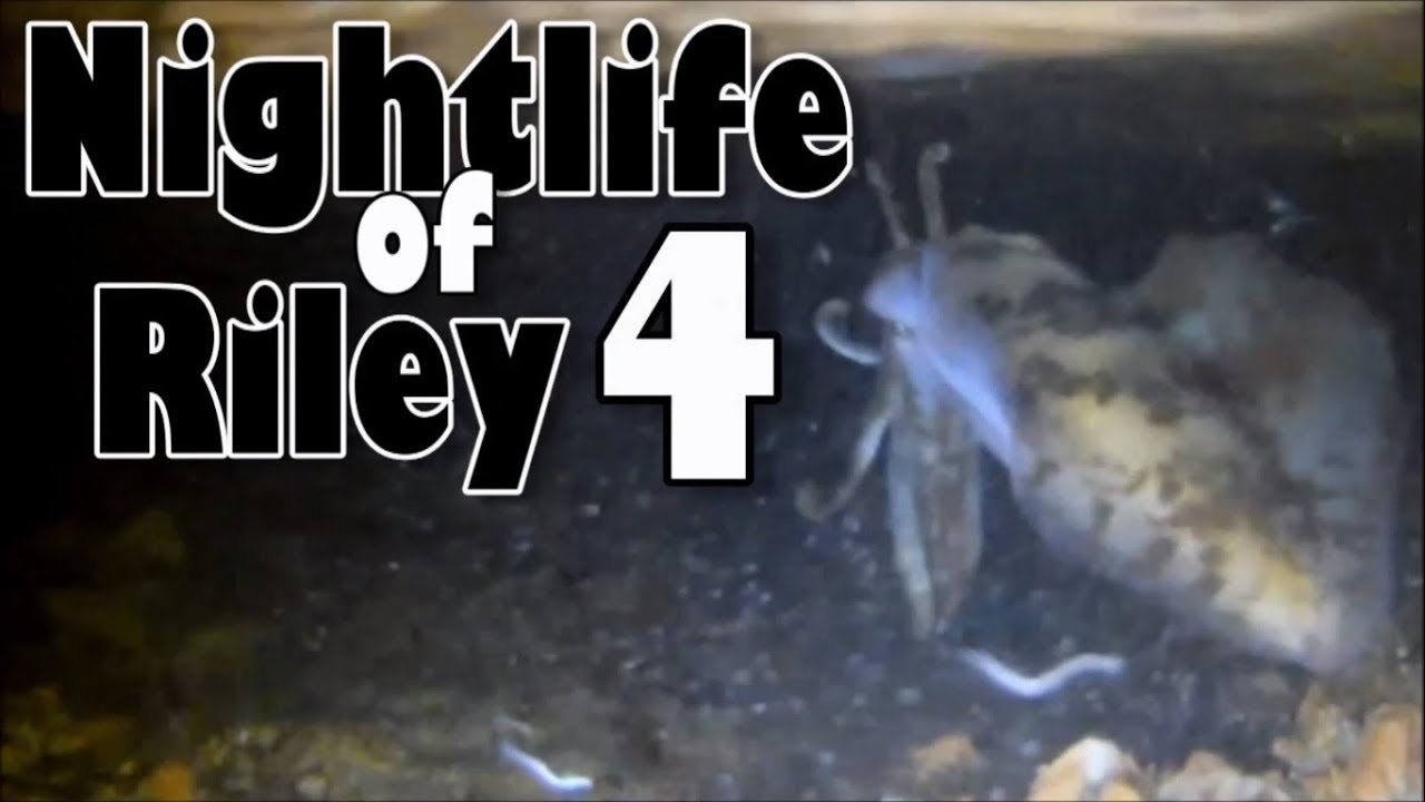 Nightlife of Riley 4 at Point Riley South Australia - YouTube