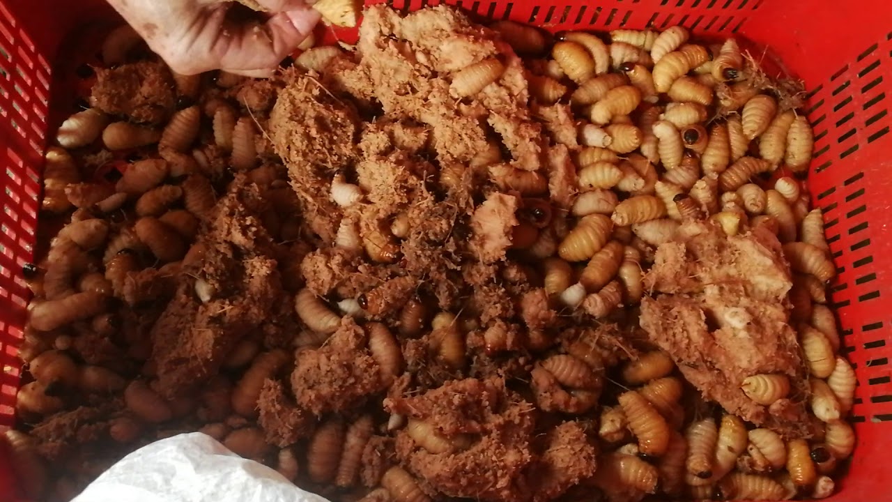 Ulat Rumbia Part 1 - YouTube