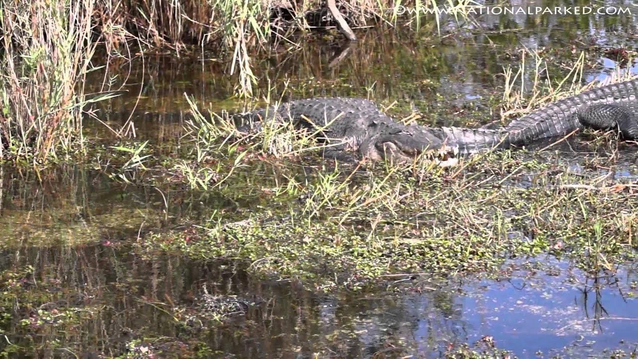 Anhinga Trail in Everglades National Park (1080p) - YouTube