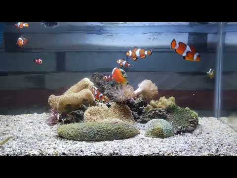 Beautiful Nemo fish, fish aquarium setup, Nemo fish tank setup #short # ...