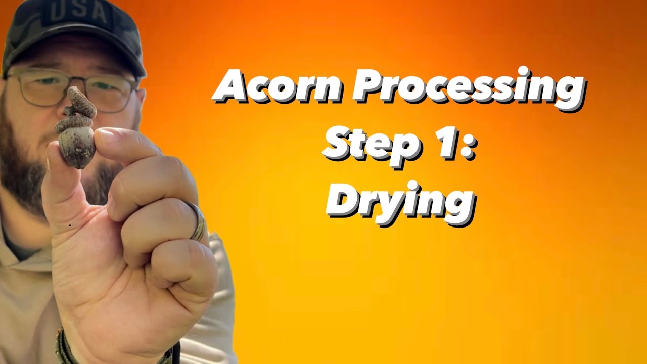 Acorn Processing Step 1: Drying - YouTube
