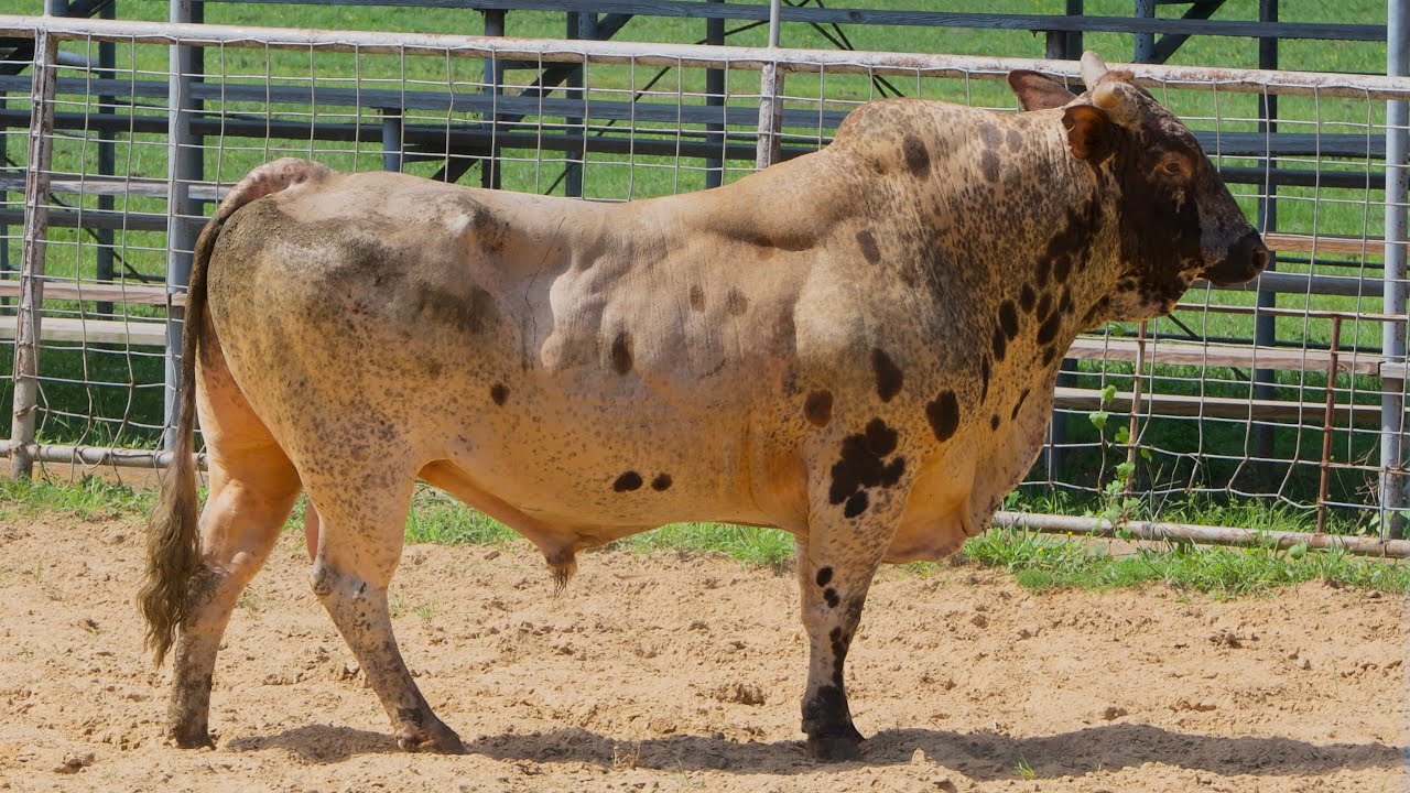 Buckin Bulls In Hells Heat‼️‼️ - YouTube