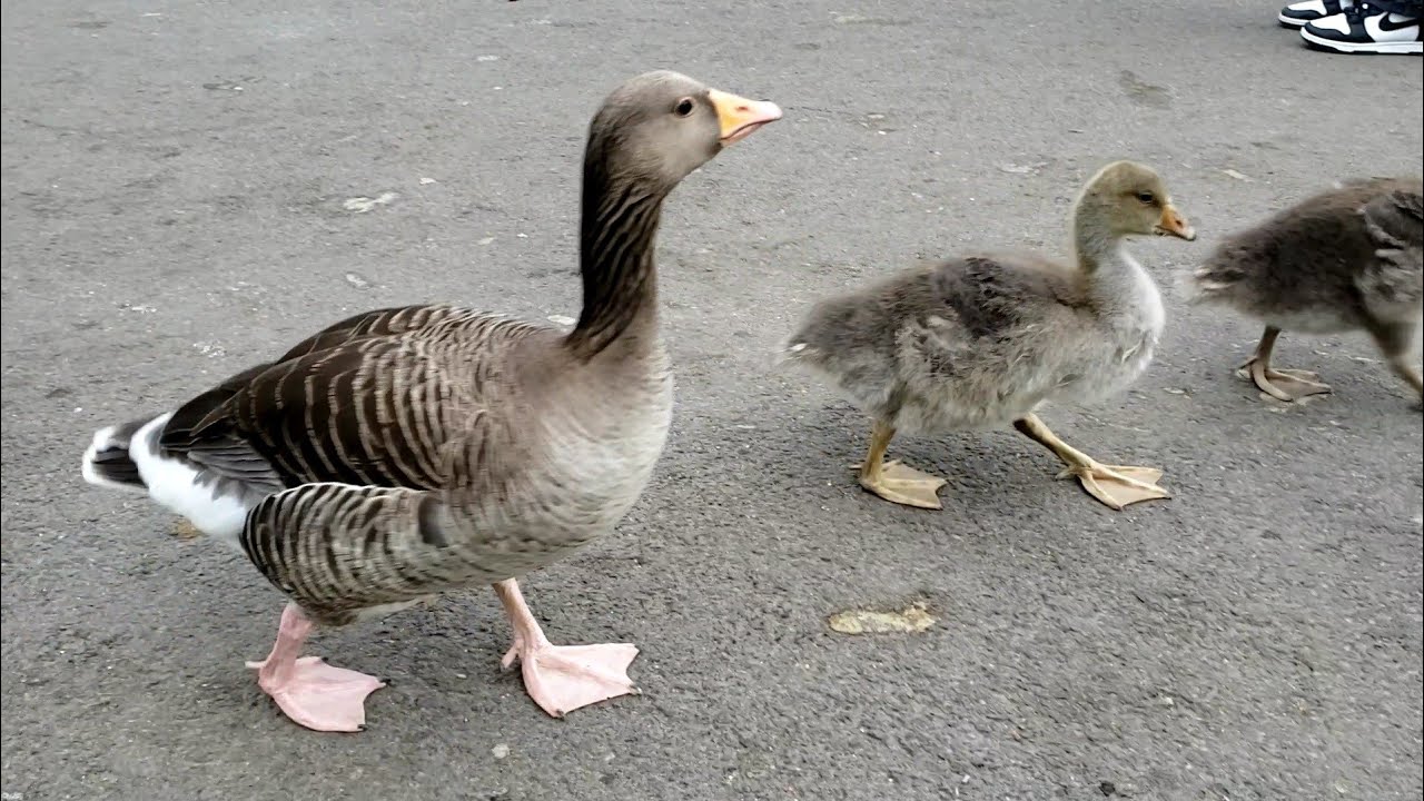 The best parade is a goose parade - YouTube
