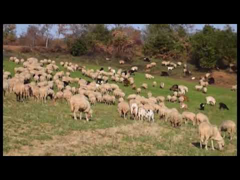 ΜΕΤΑΚΙΝΟΥΜΕΝΗ ΚΤΗΝΟΤΡΟΦΙΑ 2019 - YouTube