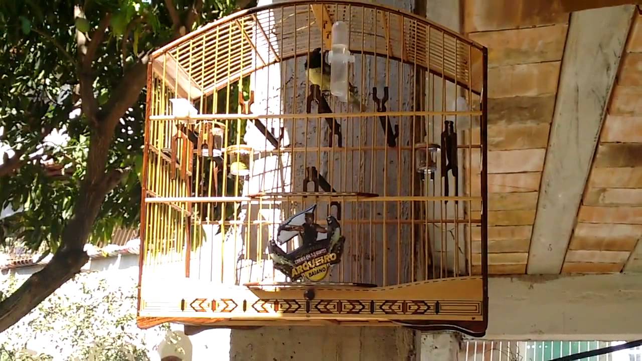 Coleiro macaco - YouTube