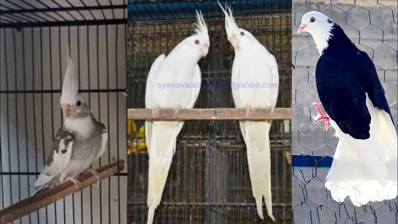 Visiting Birds Shop in Hyderabad | Ahsan Birds Channel - YouTube