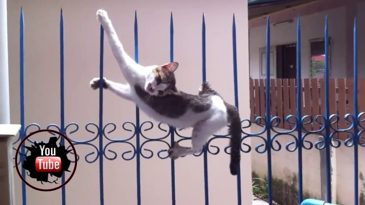 Kucing ini teriak minta tolong - YouTube
