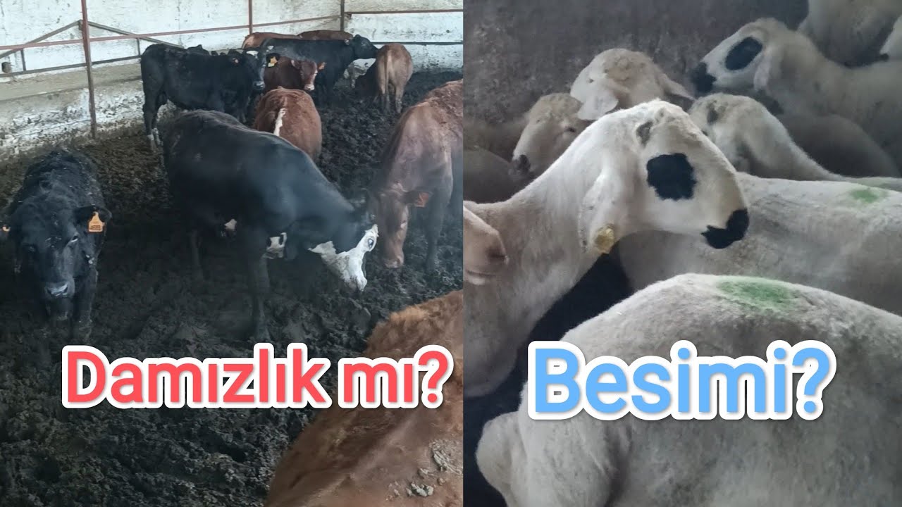 Hayvancılıktan nasıl para kazanılır.. 💰 💸 💰 besimi? damızlık mı? süt mü ...