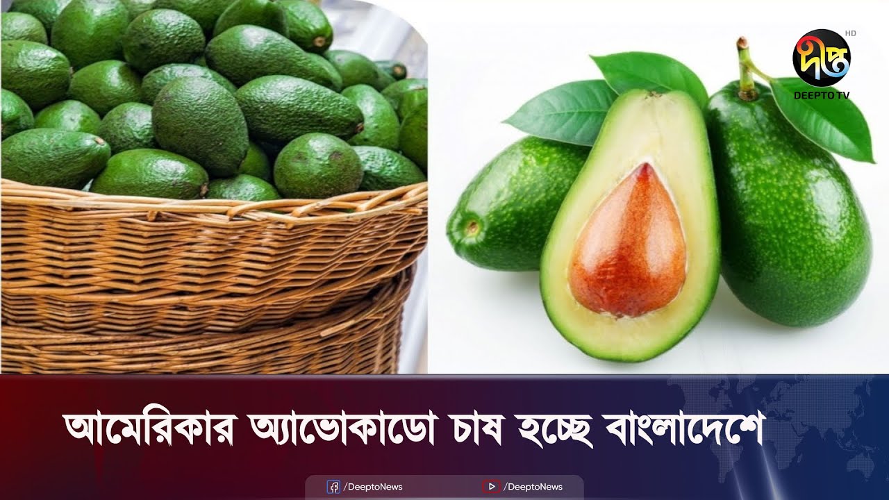 আমেরিকা ও মেক্সিকোর অ্যাভোকাডো চাষ হচ্ছে বাংলাদেশে || Avocado ...