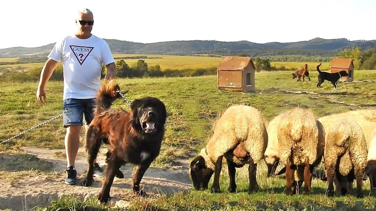CIOBANESTI CORBI SI OI SUFFOLK LA FERMA DE LA MUNTE A DOMNULUI NELU ...