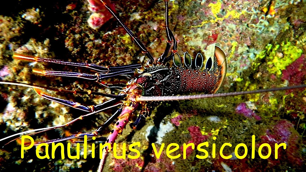 Panulirus versicolor Langusta ozdobná Spiny lobster - YouTube