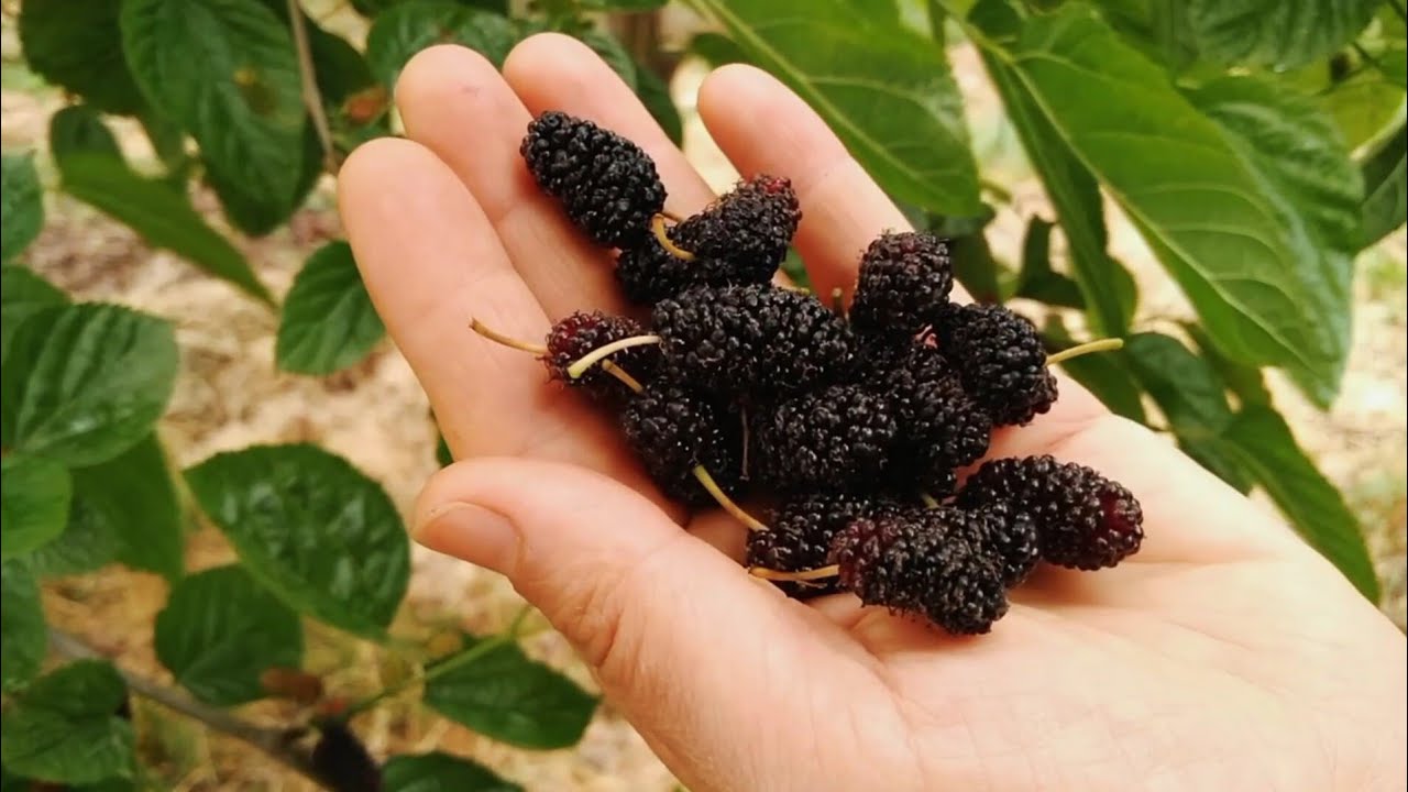 Mulberry..Colorful and delicious Mulberry 😋😋 #mulberry #mulberryfruit # ...