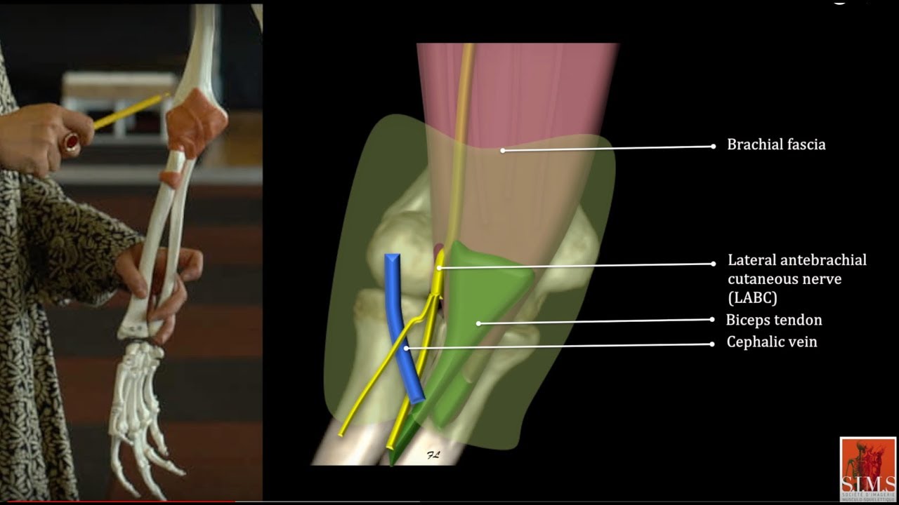 The Musculocutaneous Nerve - YouTube