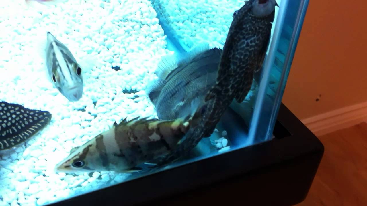FISH TANK BABY RTC, DATNOIDS, STURGEONS, PLECOS - YouTube