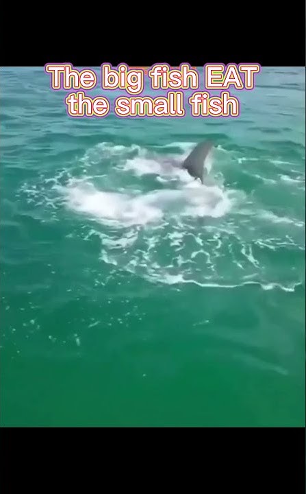 Seafishing\Deep sea fishing battle || The big fish eat the small fish ...