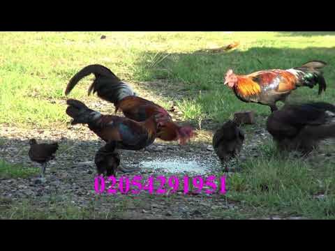 qaib dib qua zoo . 29/06/2023 - YouTube