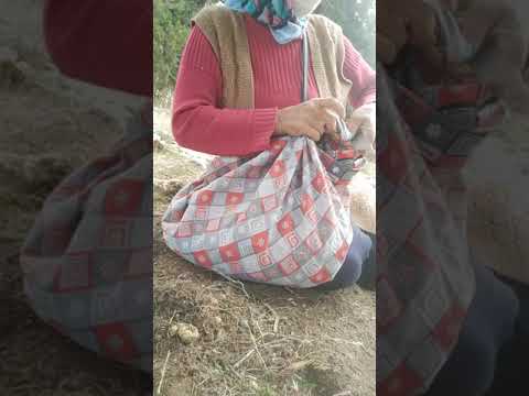 #doga#doga harikası efsanesi bir besin kaynağı bizim köyün geliri
