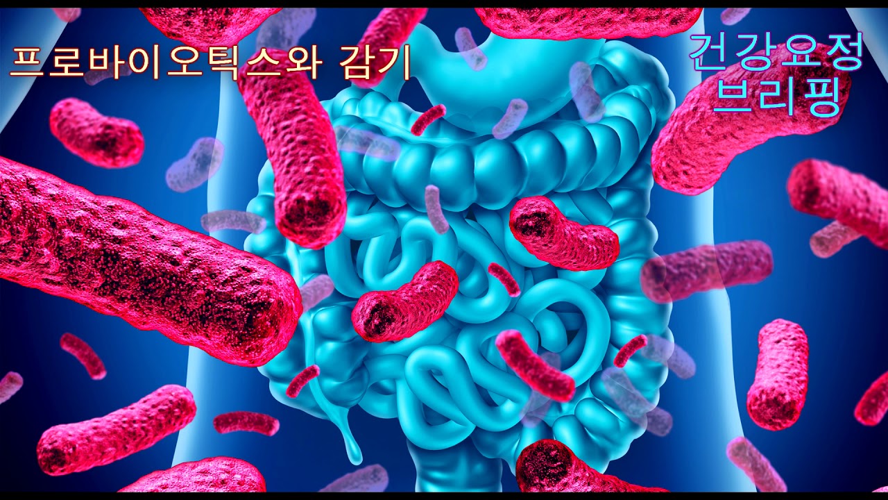 [건강요정 브리핑] 프로바이오틱스와 감기 Probiotics & Common Cold - YouTube