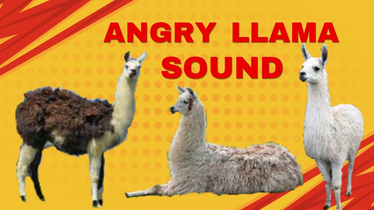 Angry Llama Sound | Funny Llama Sound | Llama Spits Kids Face | Llama Alarm Call ...
