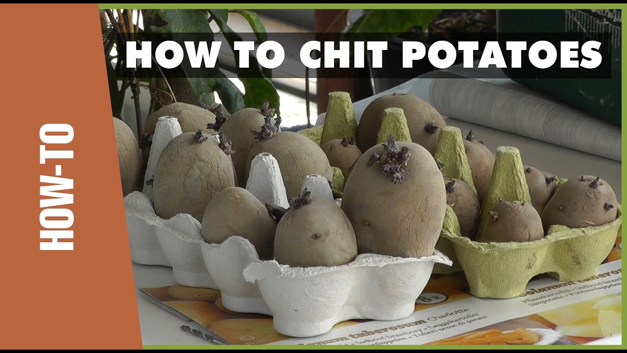 How to Chit Potatoes - YouTube