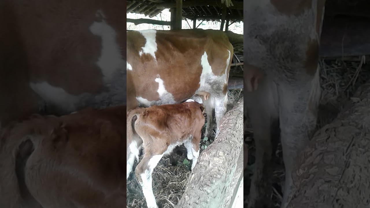 anakan sapi menyusui - YouTube