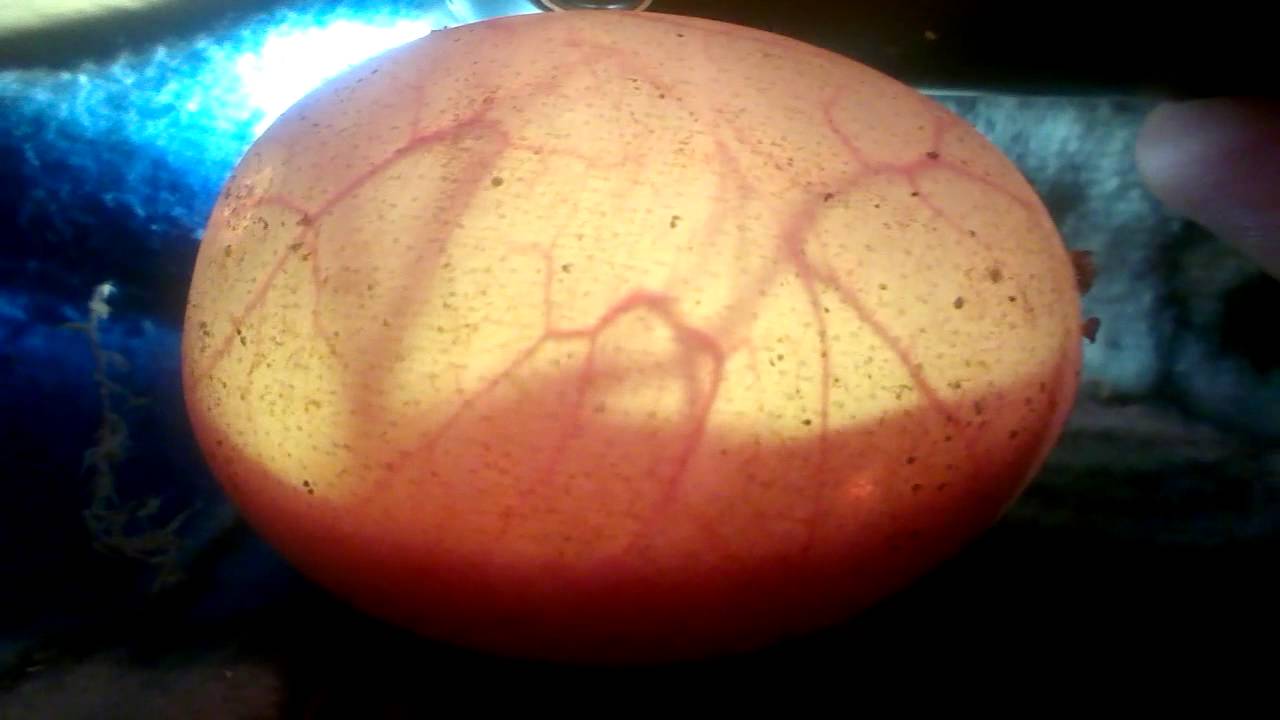 Carpet python egg. - YouTube