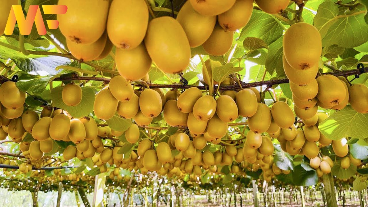 How To Farming kiwi Fruit | Kiwi Fruit Harvesting And Packaging Factory ...