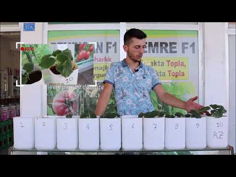 RZ KİMSAN FARK YARATTI! Sıcak Stresi Testinde Diğer Tüm Markalara Fark Attı