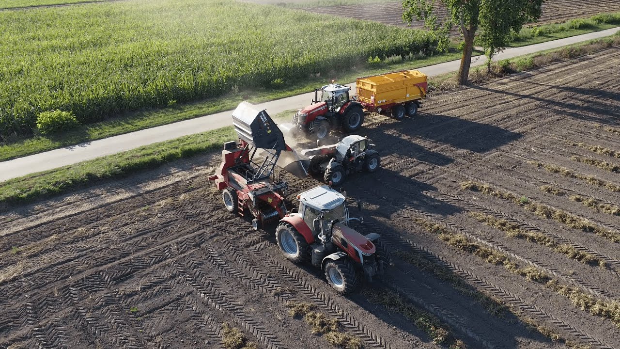 MŁÓCENIE FASOLI 2024 W GR Anioł | Massey Ferguson 7S190 & Double Master ...