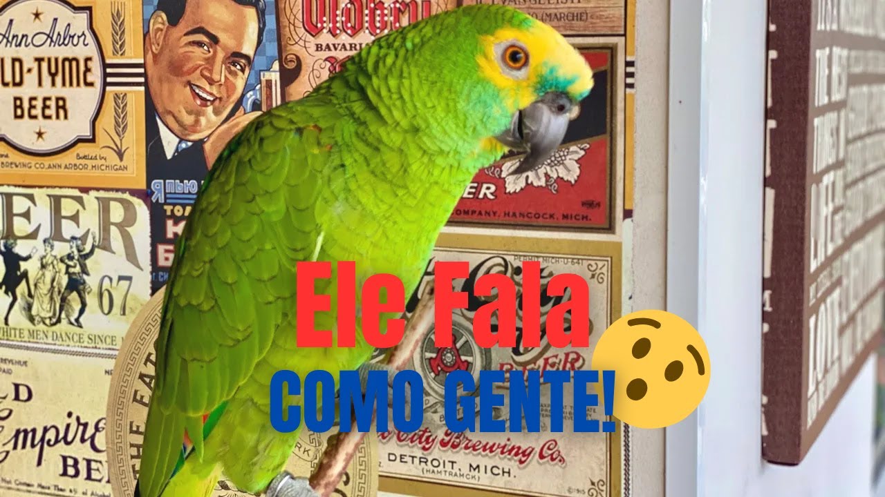 Papagaio Fala Como Gente e Acha que é HUMANO! 🦜 - YouTube