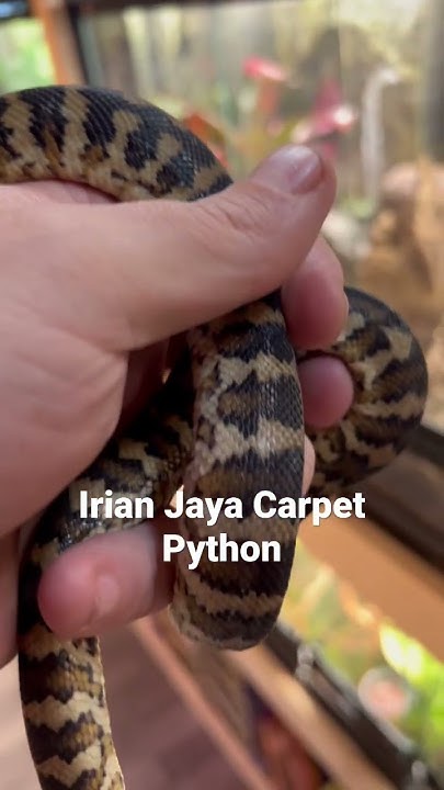 Irian Jaya Carpet Python - YouTube