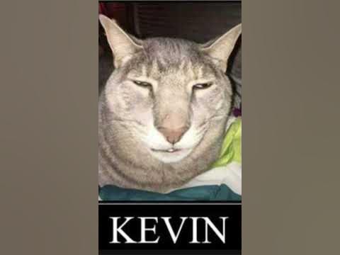 Kevin the cat meme #roadto1k - YouTube