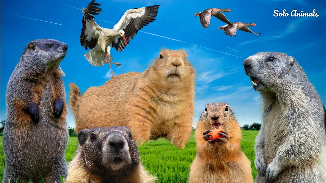 Marmots: Marmots Fighting | Marmots Pushing Each Other | Marmots Funny ...