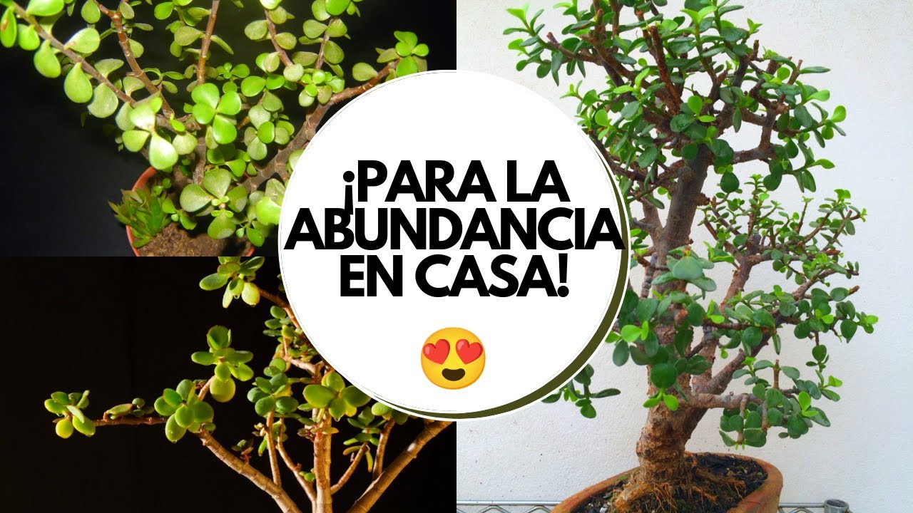 Árbol de la abundancia cuidados / ¡Planta para la buena suerte! - YouTube