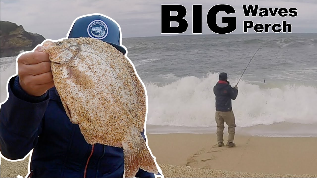 Biggest Calico Surf Perch - YouTube
