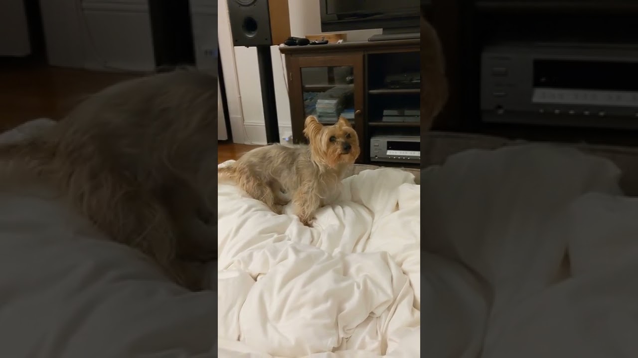 Lucy Yelling - YouTube