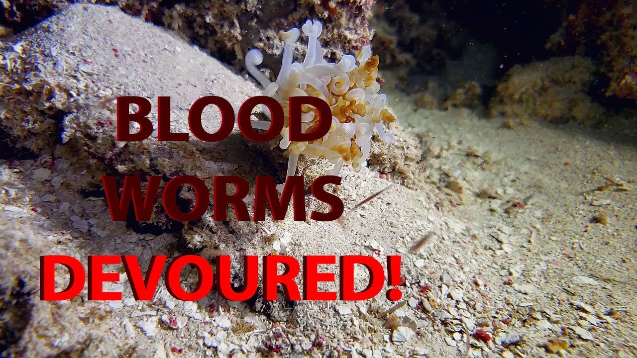Creepy Tropical Blood Worms - YouTube