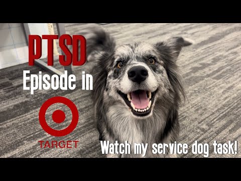 Service dog tasking for a PTSD episode! | Target vlog - YouTube