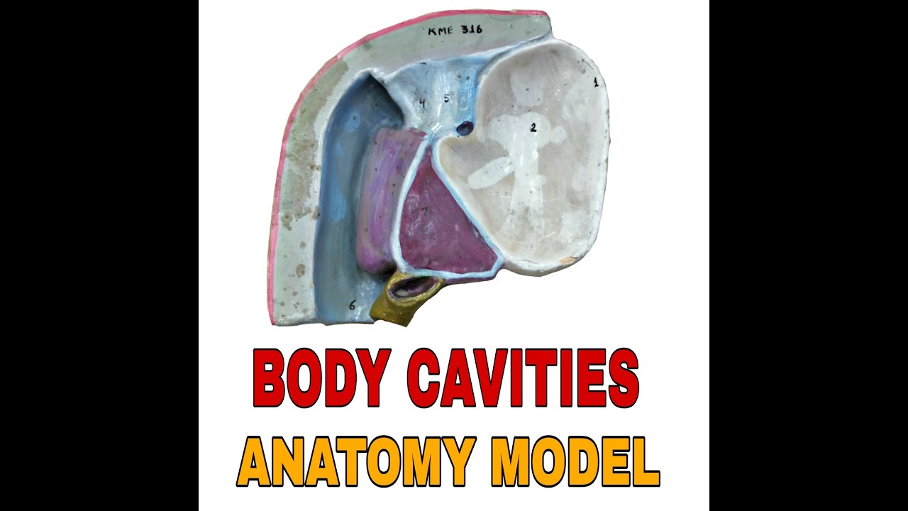 Embryology models for viva and ospe Part 6/Body Cavities model/Body ...