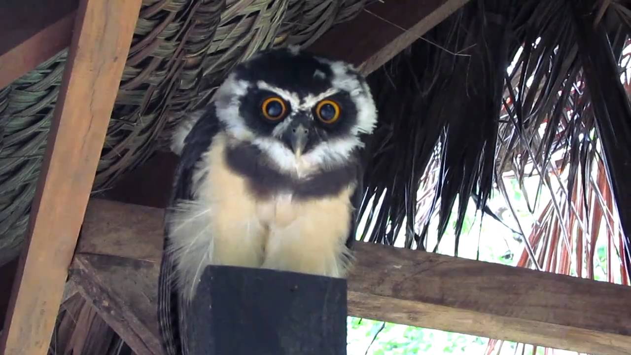 Wild spectacled owl in the Amazon (juvenile) - YouTube