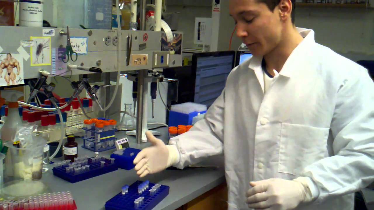 general cloning - making dna oligo stocks for PCR from lyophilized ...