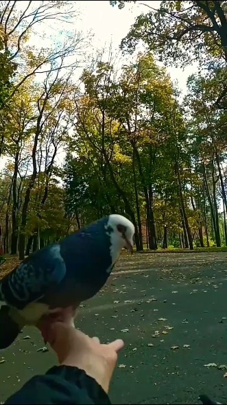 Alpha Dove ? - YouTube