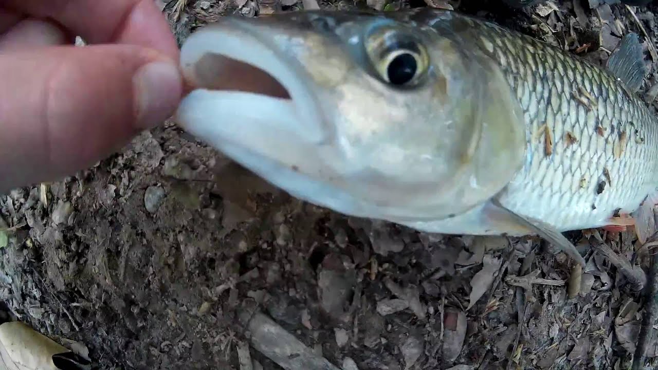 peche d'un gros chevesne - YouTube
