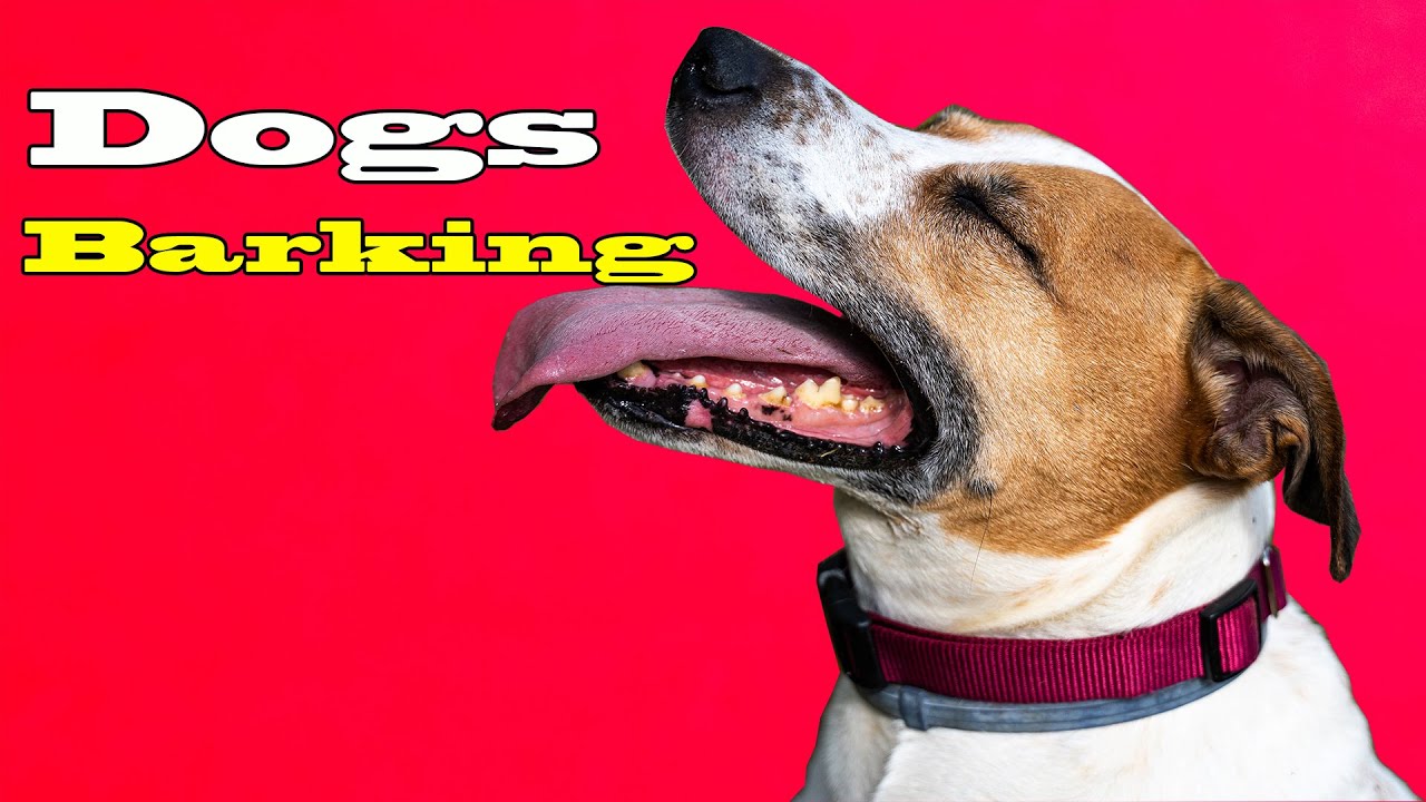Dogs Barking sounds Angry- Funny Dogs - YouTube
