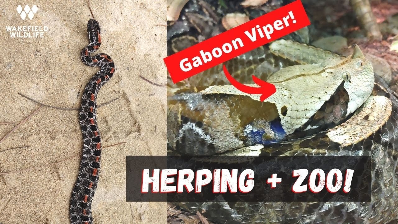 Herping Central Florida AND Herpetarium! Gaboon Viper, Pygmy ...
