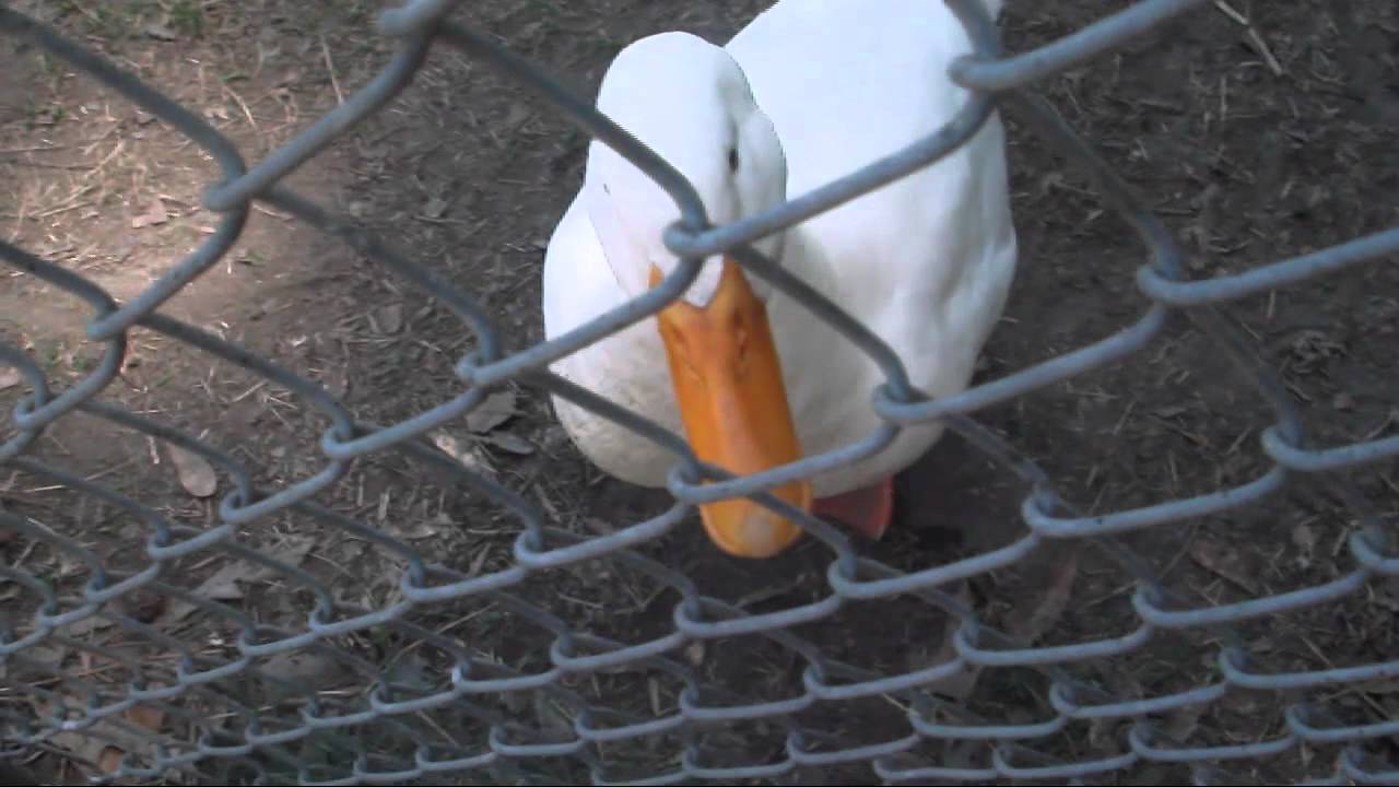 possessed duck - YouTube