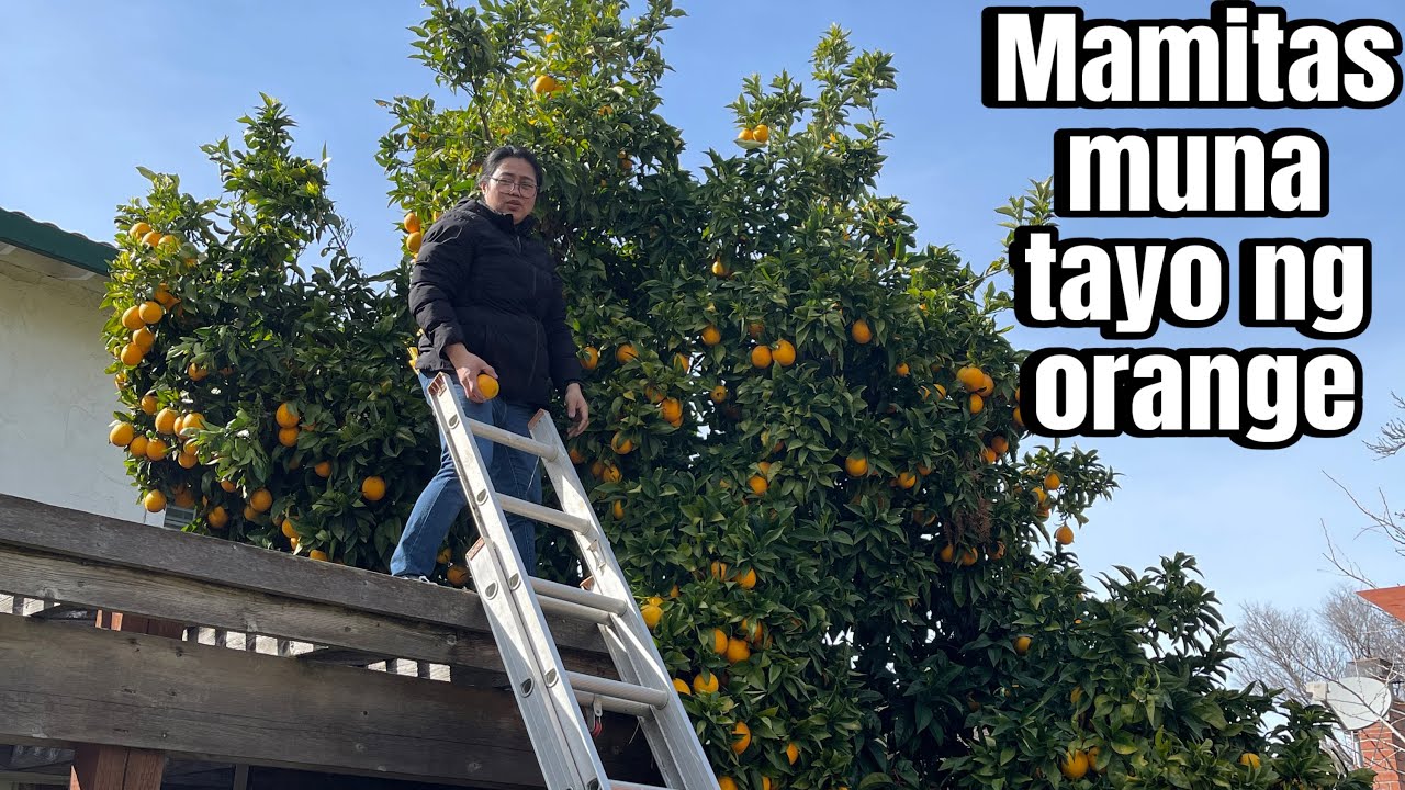 harvest muna tayo ng orange - YouTube
