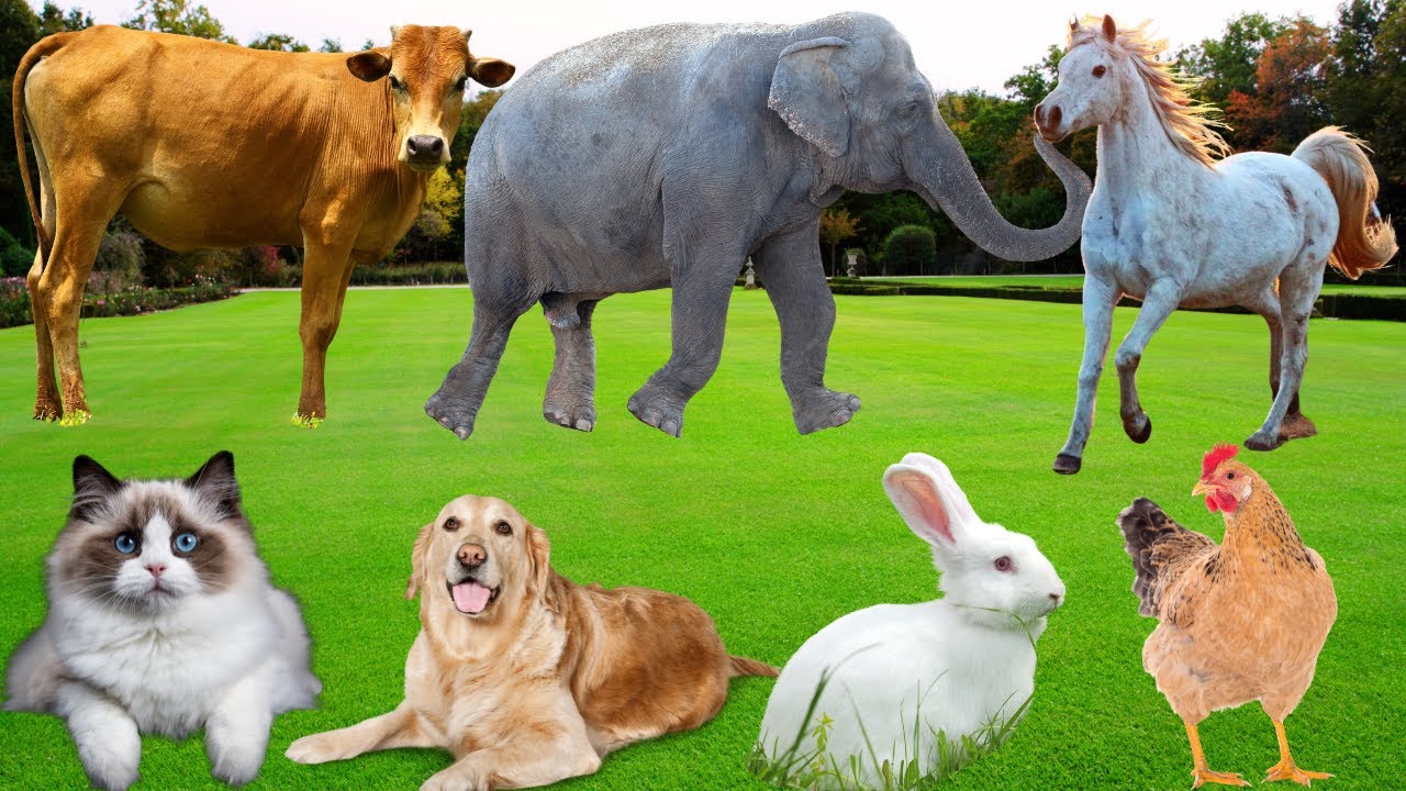 Real Farm Animals: Cow, Chicken, Elephant, Horse, Dog, Cat, Duck, Pig ...