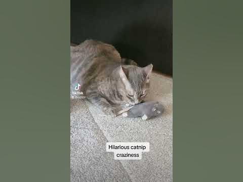 Hilarious catnip craziness - YouTube